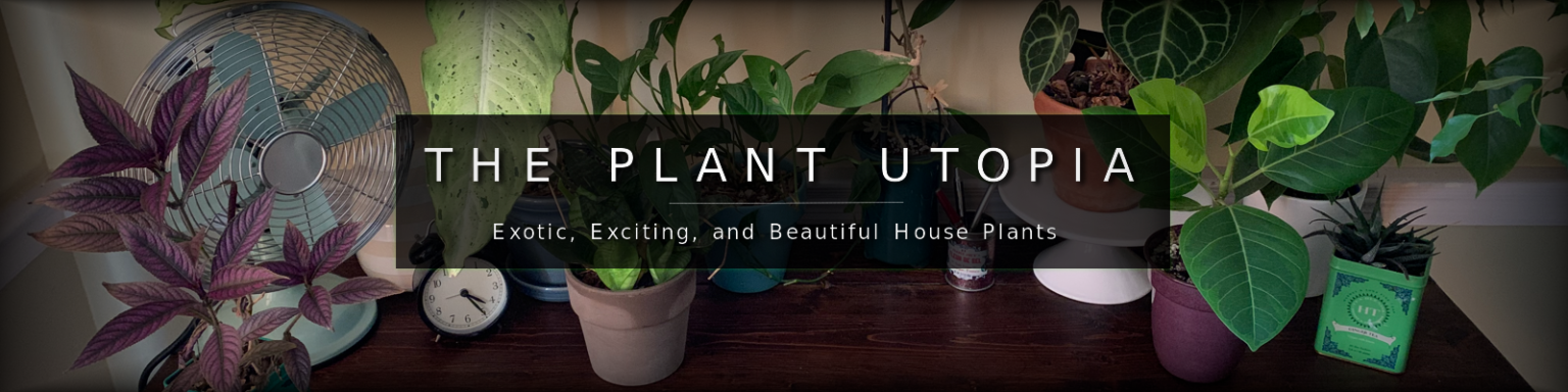 The Plant Utopia – Exotic, exciting, and beautiful house plants.