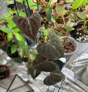 How to Grow Variegated Monkey Ball Vine – The Plant Utopia